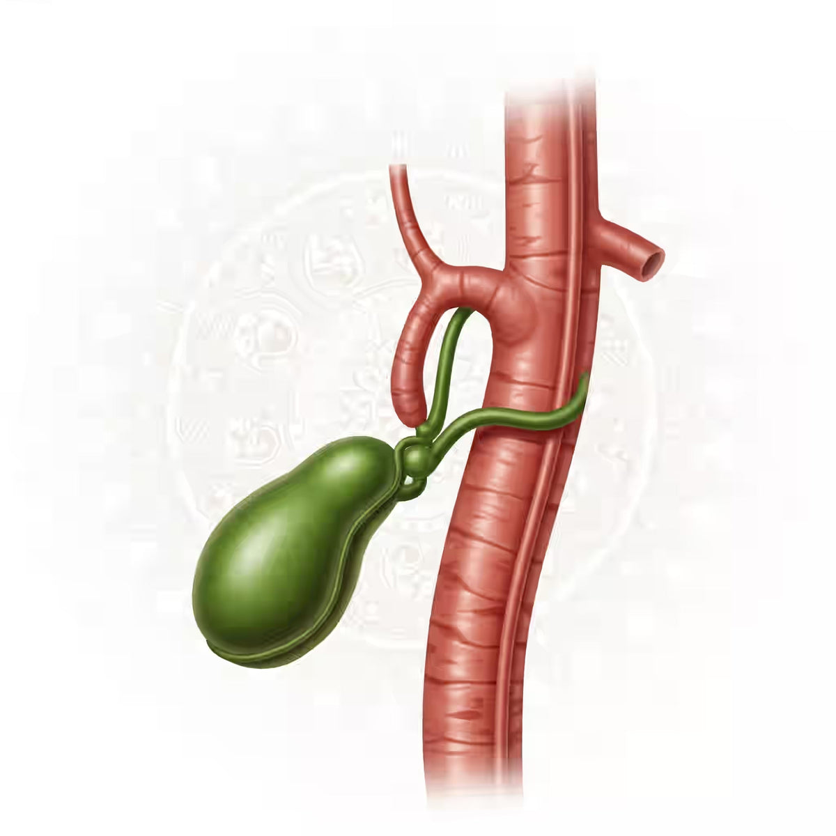 gallbladder disease